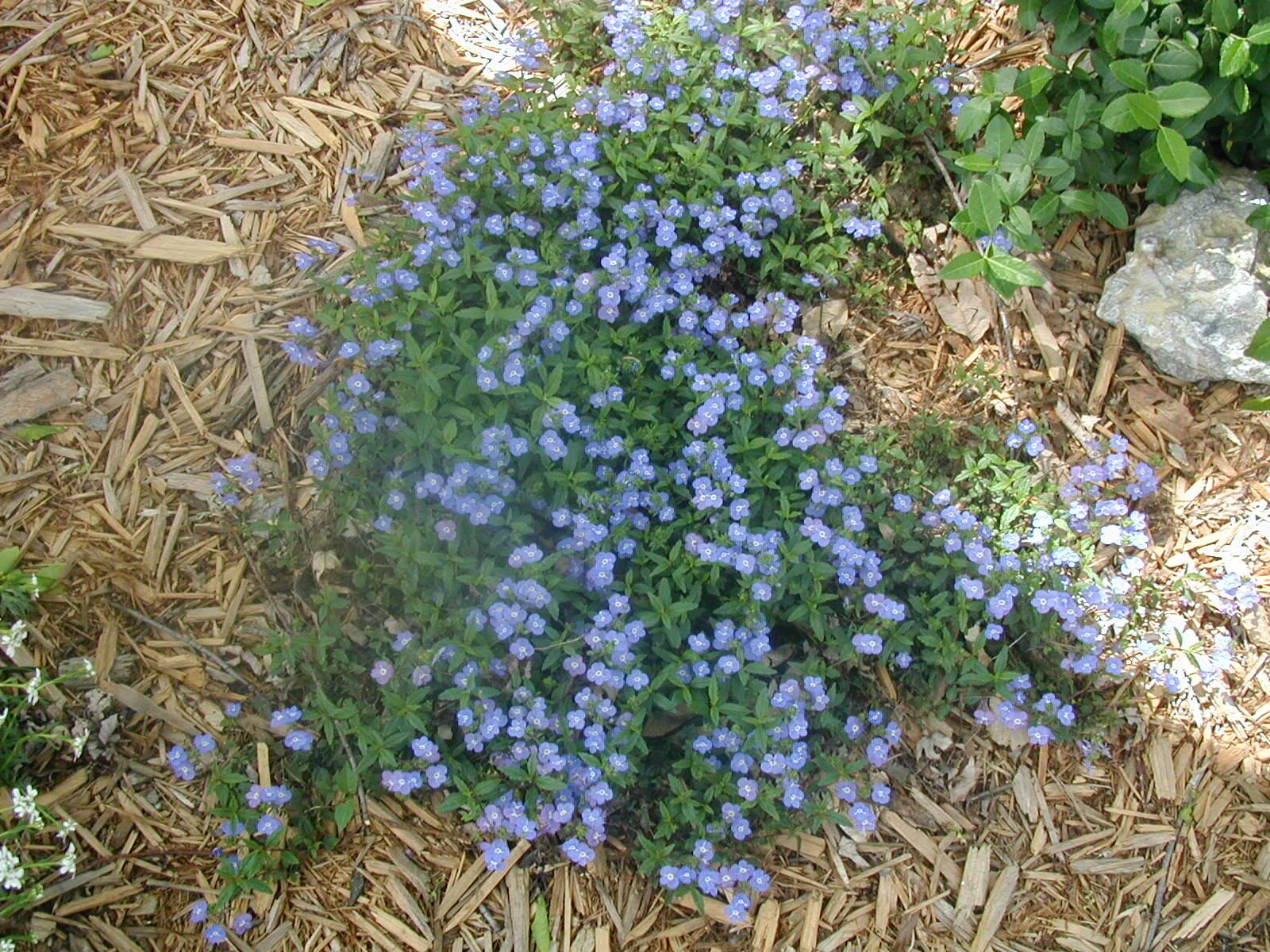 john thompson designer: The Strength of confident Blue.