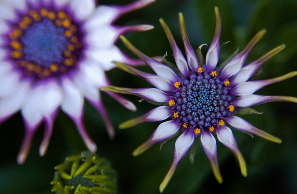 What a Wonderful Life: Designs by Nature