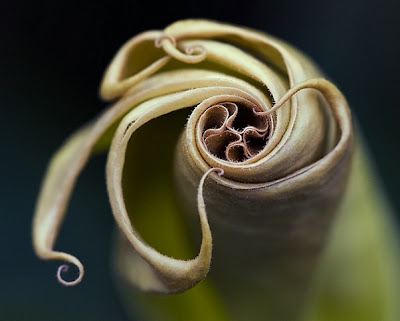 What a Wonderful Life: Designs by Nature