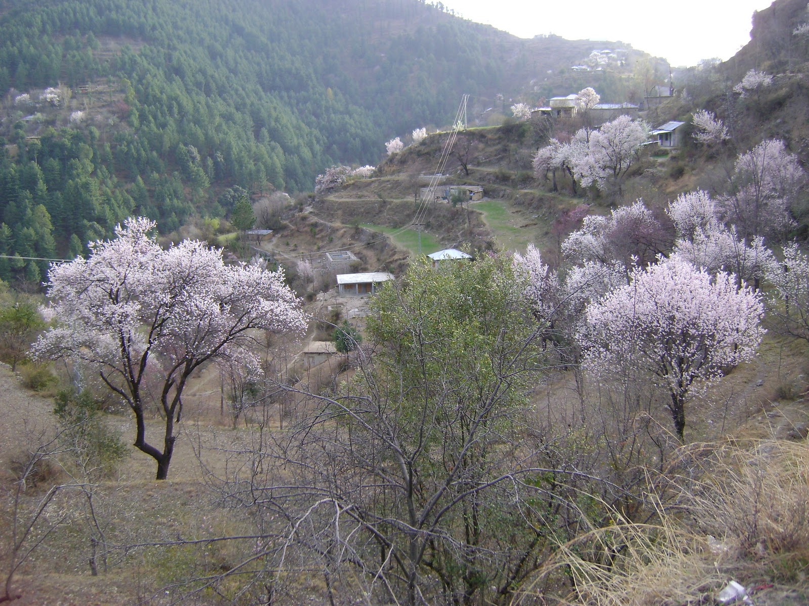 All information about Hazra Division , Pakistan: Pictures of Hazara