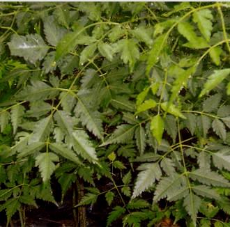 Bibit Midi ~ FORESTdotGREEN