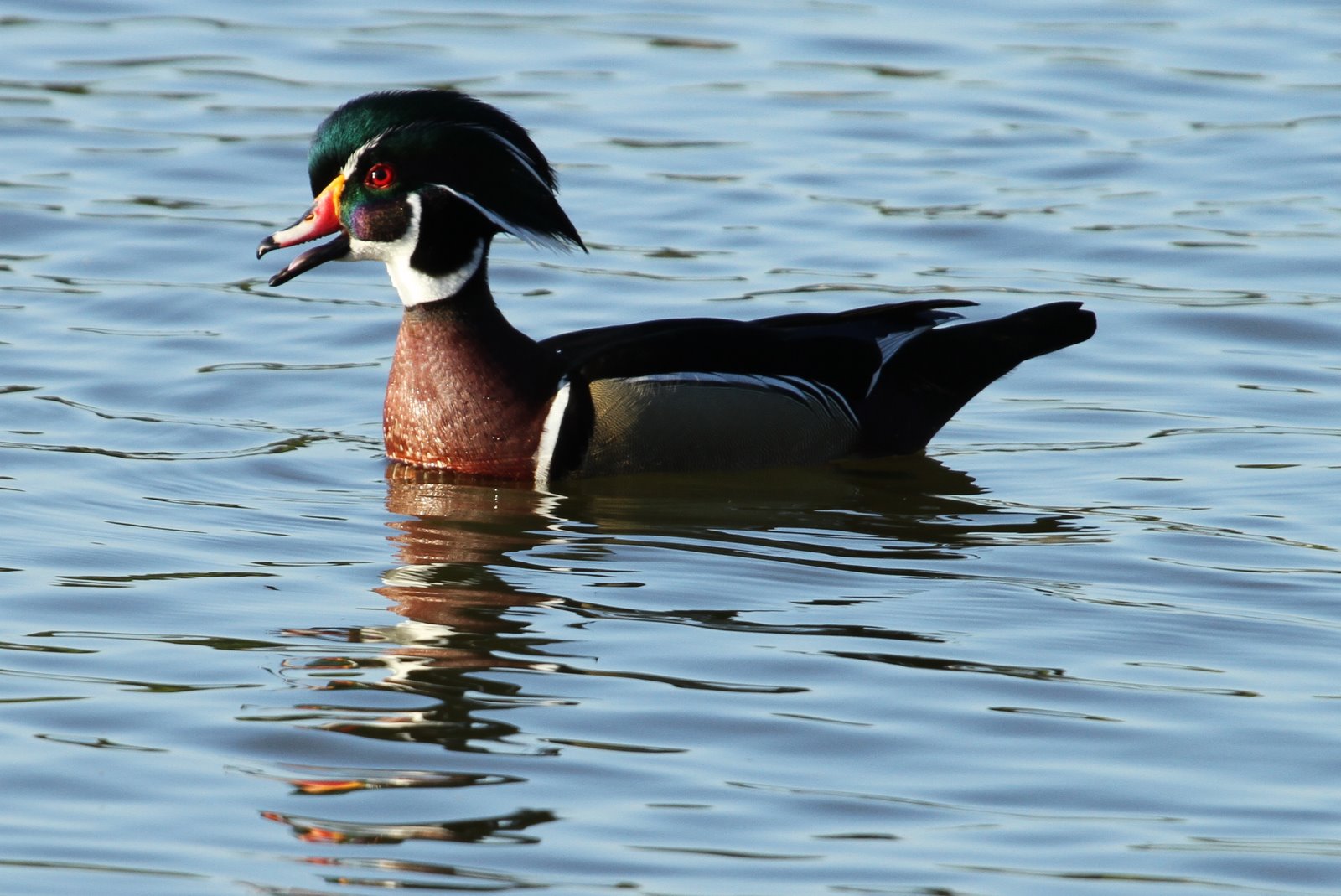 Ernie (Not Bert): One Crazy Looking Duck!