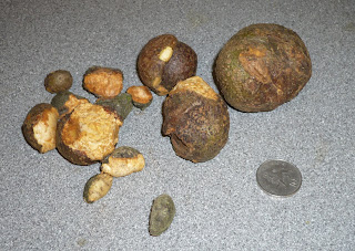 Woodwose Carving: Sphaeroblast Carving 3 Jan 18th 2009