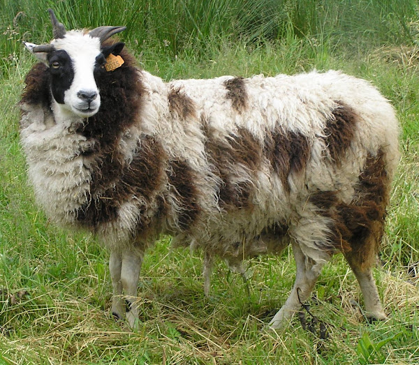 Mouton de Jacob, en FRANCE ;Jacob sheep, park sheep, piebald sheep