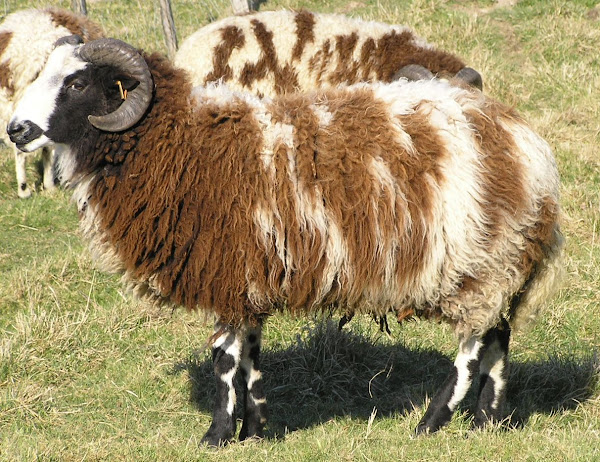 Mouton de Jacob, en FRANCE ;Jacob sheep, park sheep, piebald sheep