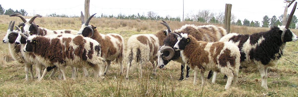 Mouton de Jacob, en FRANCE ;Jacob sheep, park sheep, piebald sheep