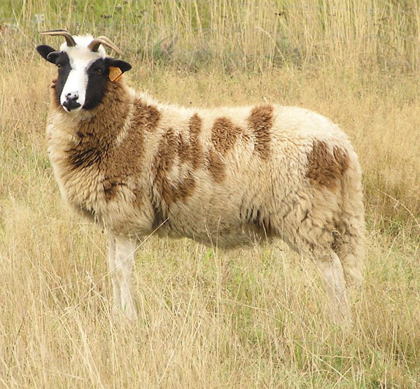 Mouton de Jacob, en FRANCE ;Jacob sheep, park sheep, piebald sheep