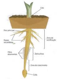 Aula de Ciências da Natureza 5ºano: A Raiz