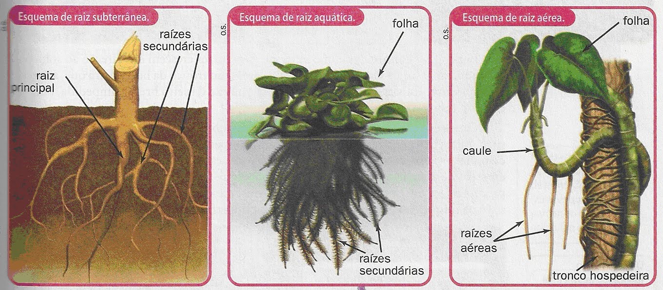 Aula de Ciências da Natureza 5ºano: A Raiz