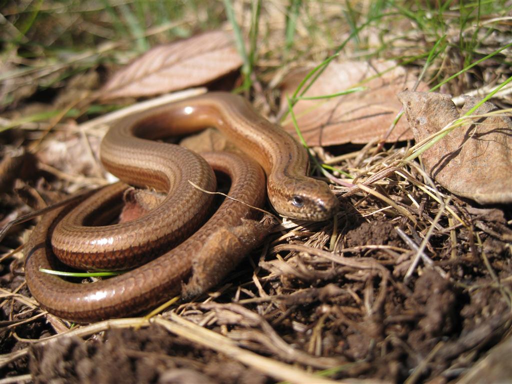 Welcome to the Green Heart Dens blog page.......: Our Slow Worms
