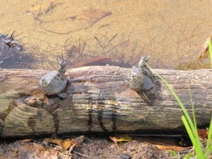 The Story of Baby Turtles 1, 2 & 3 – Ontario Turtle Conservation Centre