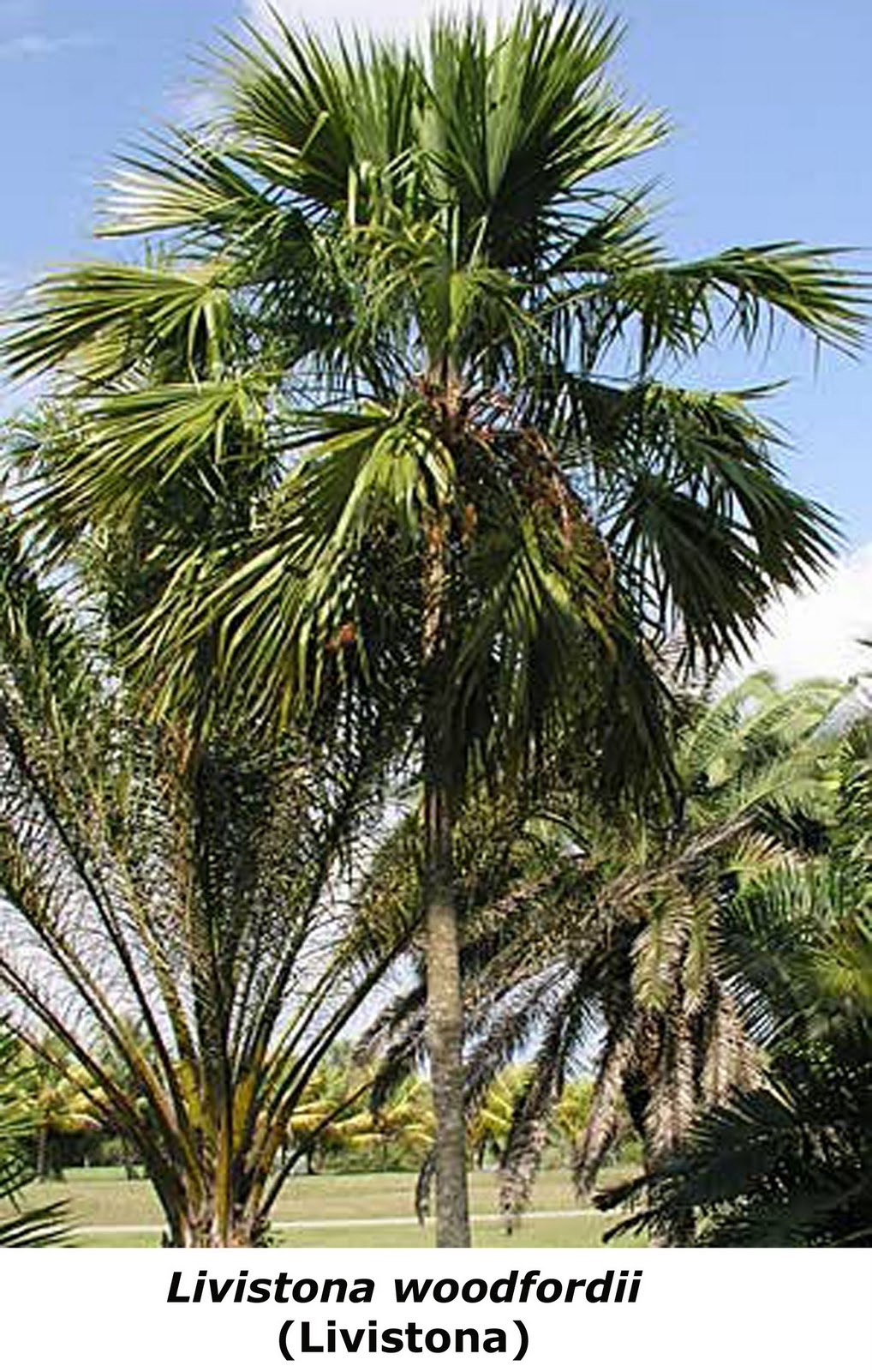 buildfun: PALM-Latania Loddigesii