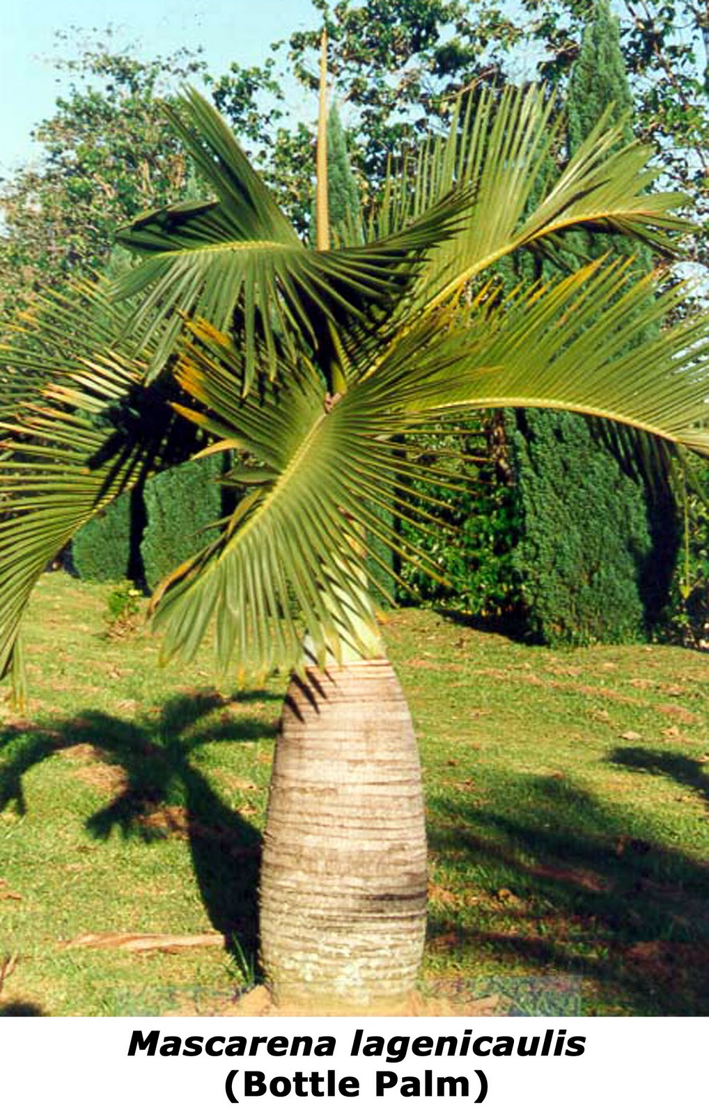 buildfun: PALM-Mascarena Lagenicaulis