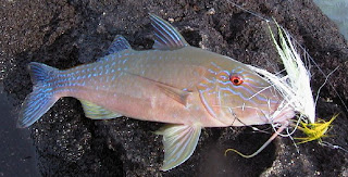 Fly Fishing Maui: Fish Types