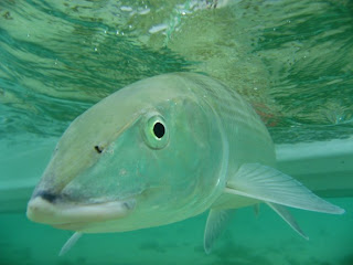 Fly Fishing Maui: Fish Types