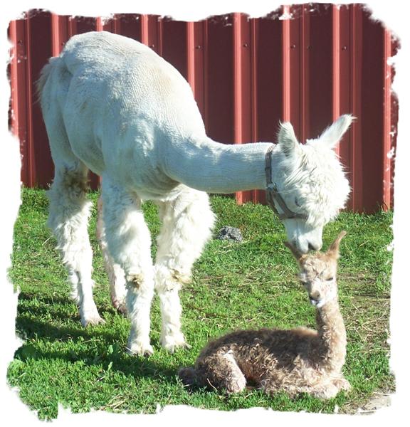 Alpaca Granny - The everyday life of a retired teacher turned alpaca ...