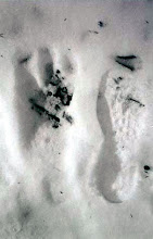 Thunderhawk's Bigfoot Blog