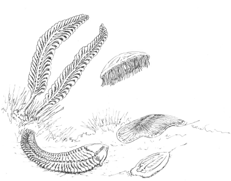 Geologia 12: A fauna de Ediacara