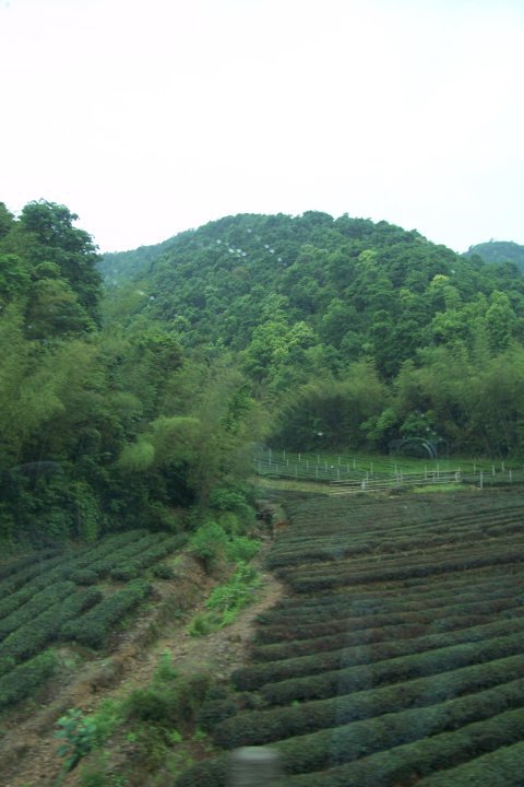 PY: Longjing Tea Plantation