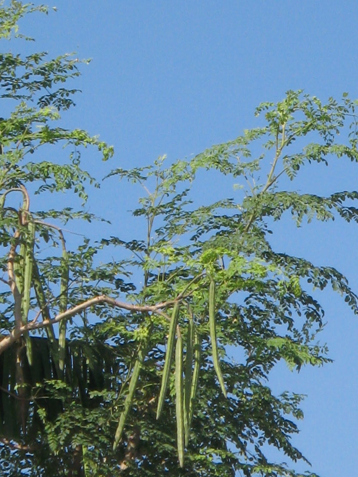 bucaio: Bunga'y Marunggay