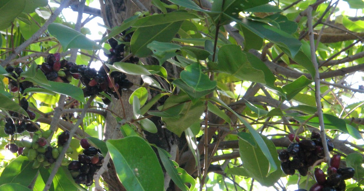 bucaio: The View from Below a Duhat Tree