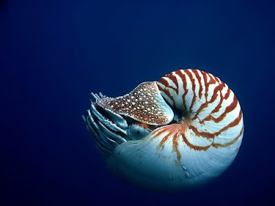 ciències naturals: MOL·LUSCS NAUTILOIDEUS