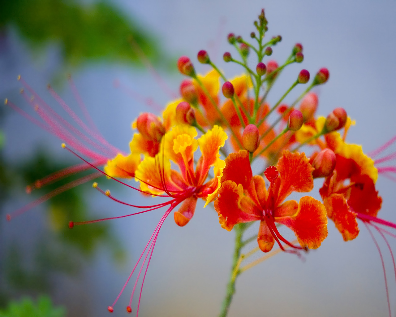 Pictorial Dictionary: Gulmohar tree (Delonix Regia)