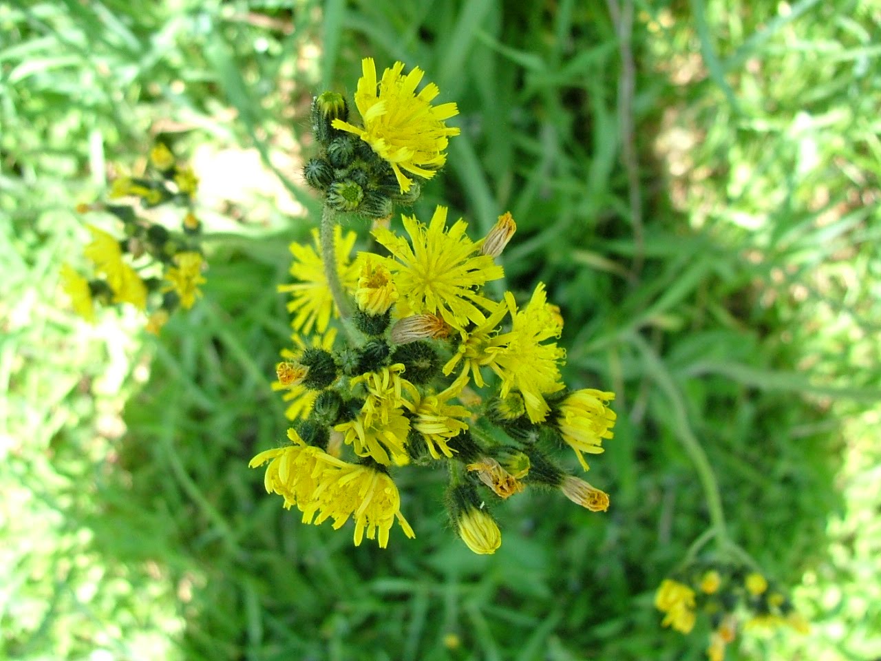 Wildlife, Wildflowers and a Window: May 2010