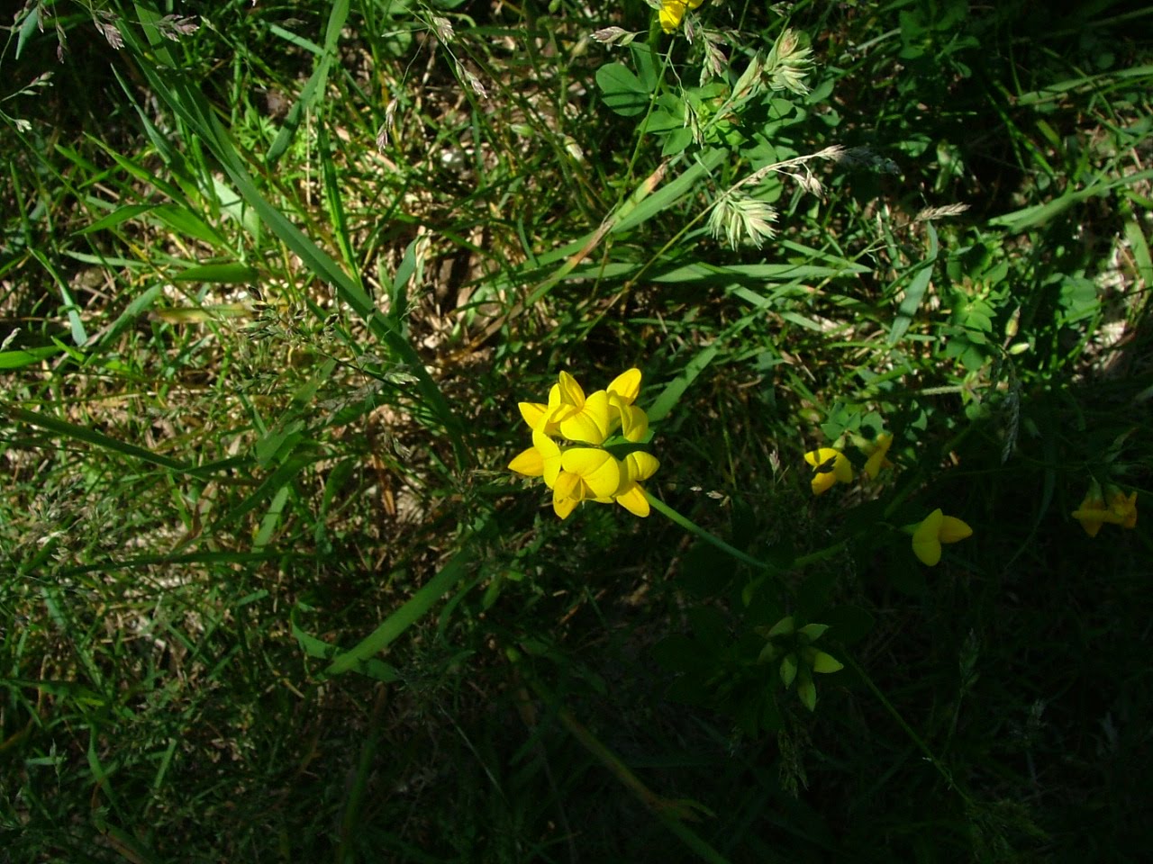 Wildlife, Wildflowers and a Window: The Red Trail