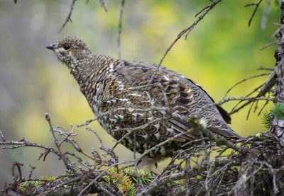 science.inspire: Chapter 15, pg 130