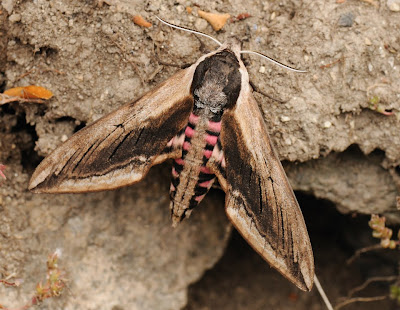 Sam And Lisa's Wildlife Photos: Large Moths