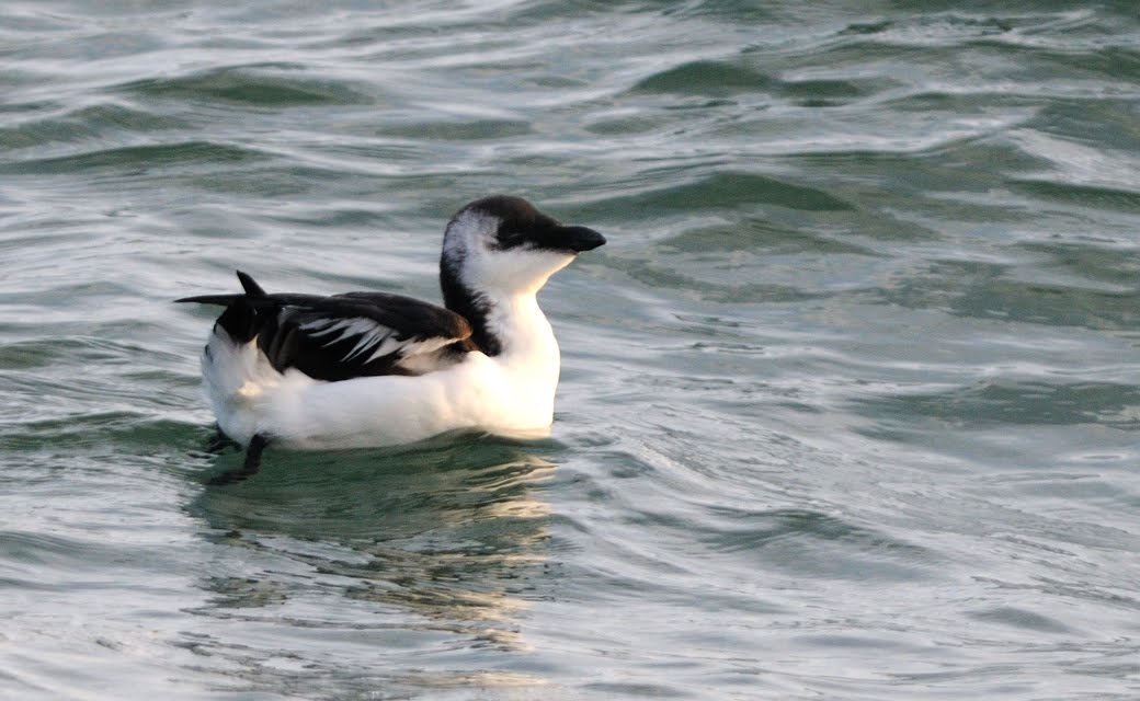 Sam And Lisa's Wildlife Photos: Juvenile Razorbill