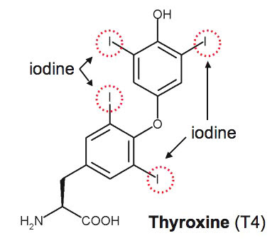 Animal Endocrine Clinic: What is T4? How is the T4 Test Used to ...