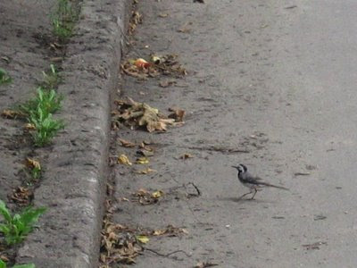 Păsări din Moldova: Codobatura albă mănîncă dintr-un porumbel