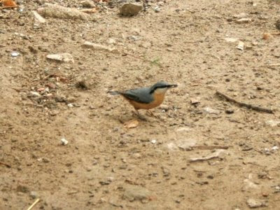 Păsări din Moldova: Un ţiclean şi un codroş-de-munte