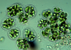 Munawar's blog: Cyanobacteria (alga hijau-biru)