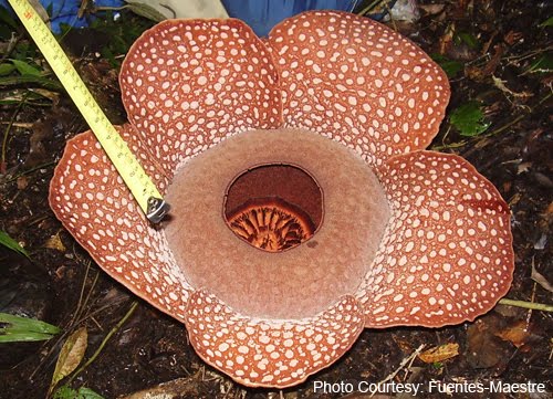 Endangered Strangers: Rafflesia magnifica
