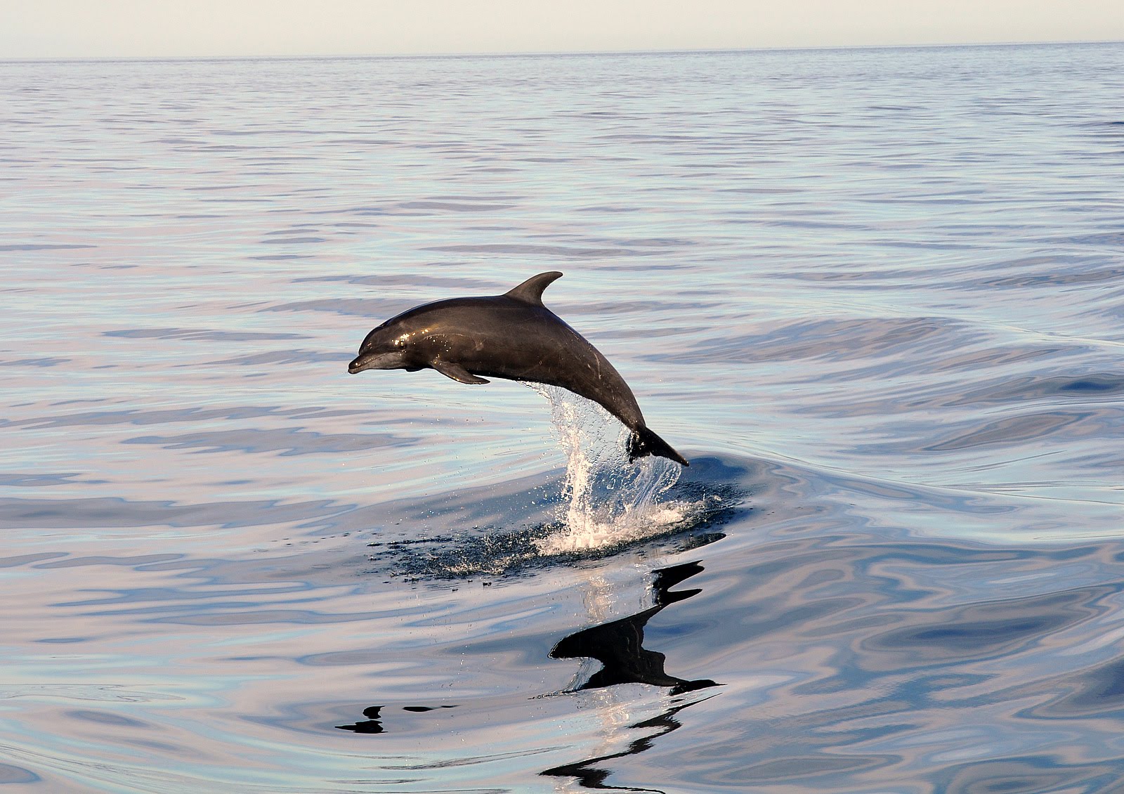 under pressure world: Bottlenosed Dolphin Series- Sea of Cortez