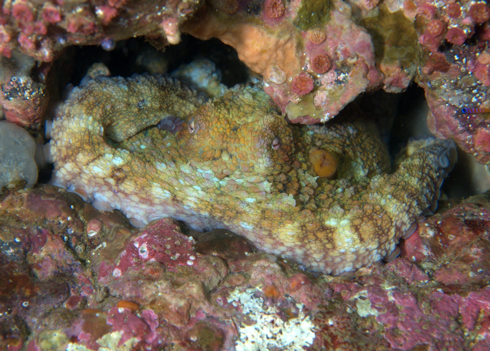 under pressure world: Two-spotted Octopus- Sea of Cortez