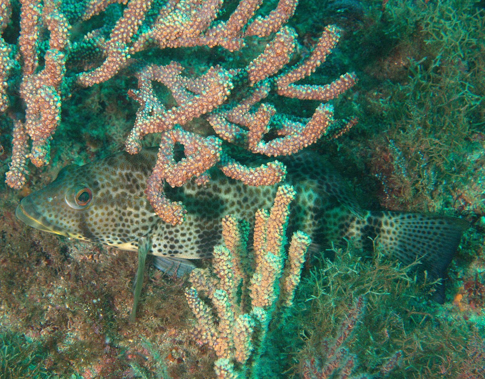 Under Pressure World Spotted Sand Bass Sea Of Cortez