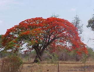 Cerrado Brasileiro: Fauna e Flora