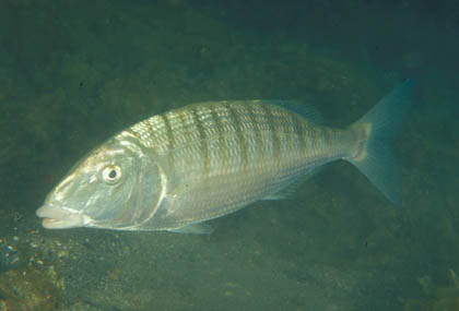 pesca jonio cosentino: LA MORMORA (Pagellus mormyrus)