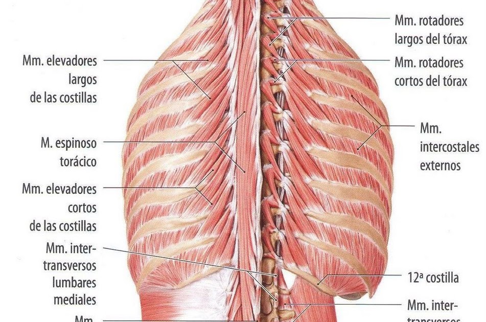 ABC-UVM Anatomia II: Músculos