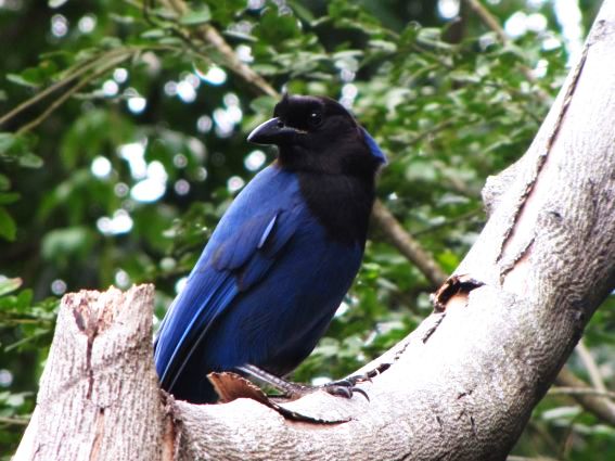 Pele da Terra: Gralha azul - Um corvo azul
