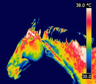 Behind the Bit: Equine head trauma Part 1: Some facts