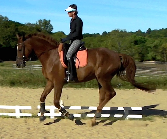 Behind the Bit: Canter cutie! Riley counter canters and starts walk ...