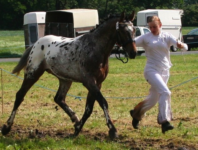 Behind the Bit: Knabstrupper-warmblood crosses: It's happenin' in Europe