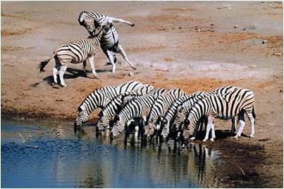 Animal Teamwork Images