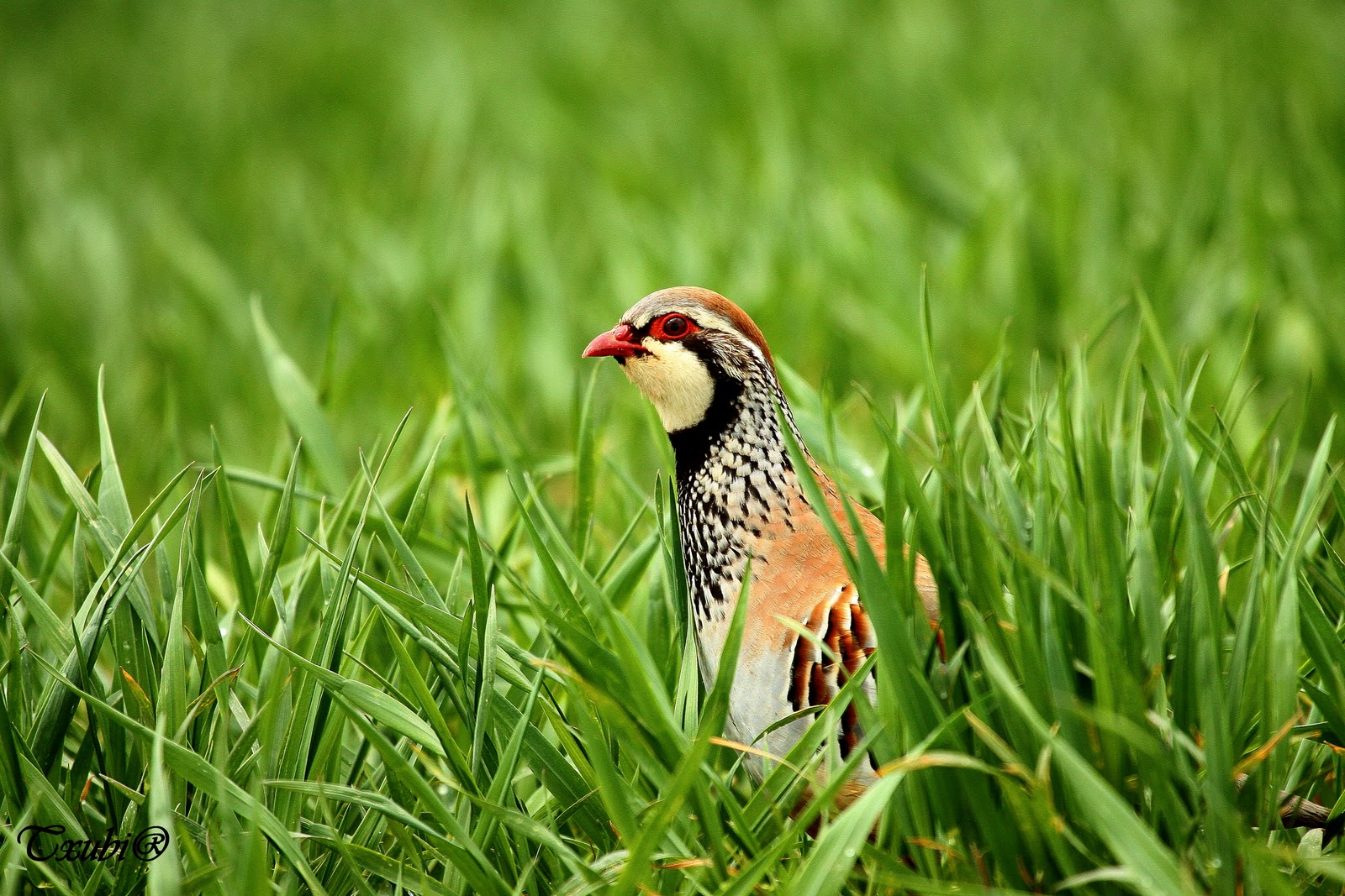 Aves Txubi . Natura viva: Perdiz
