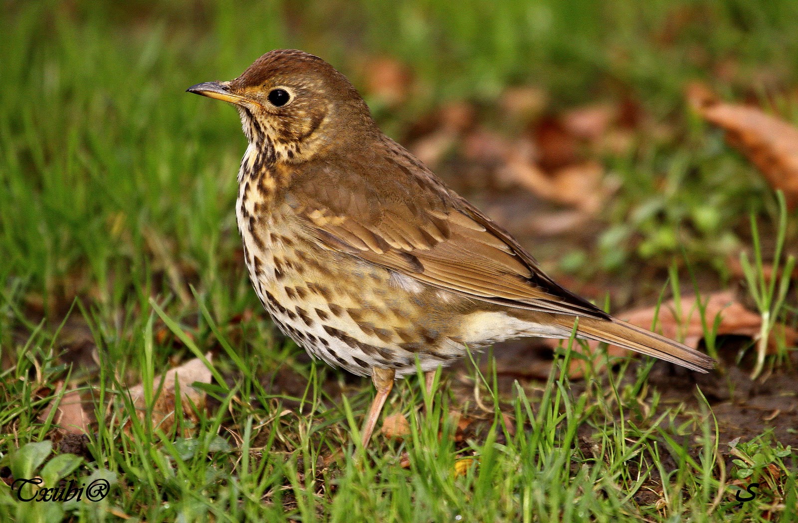 Aves Txubi . Natura viva: Malviz